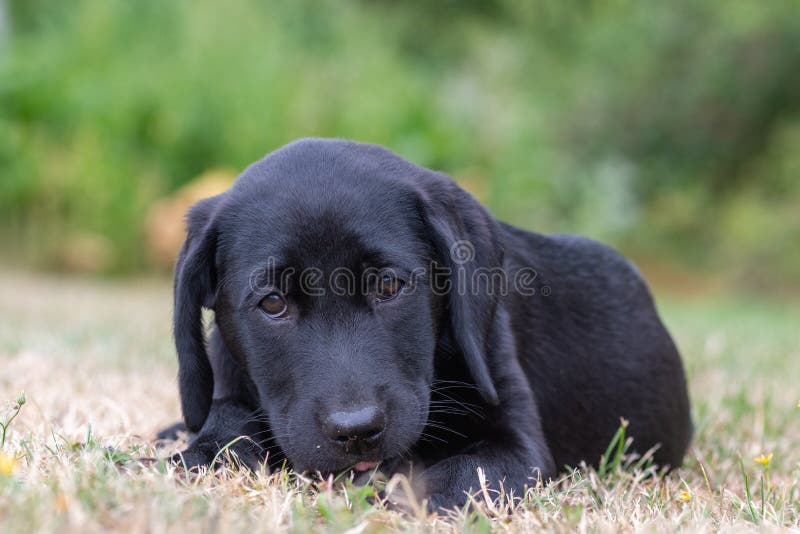 Black Labrador stock image. Image of happiness, colour - 214573789