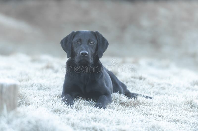 Black Labrador Puppy in the Snow Stock Image - Image of black, white ...