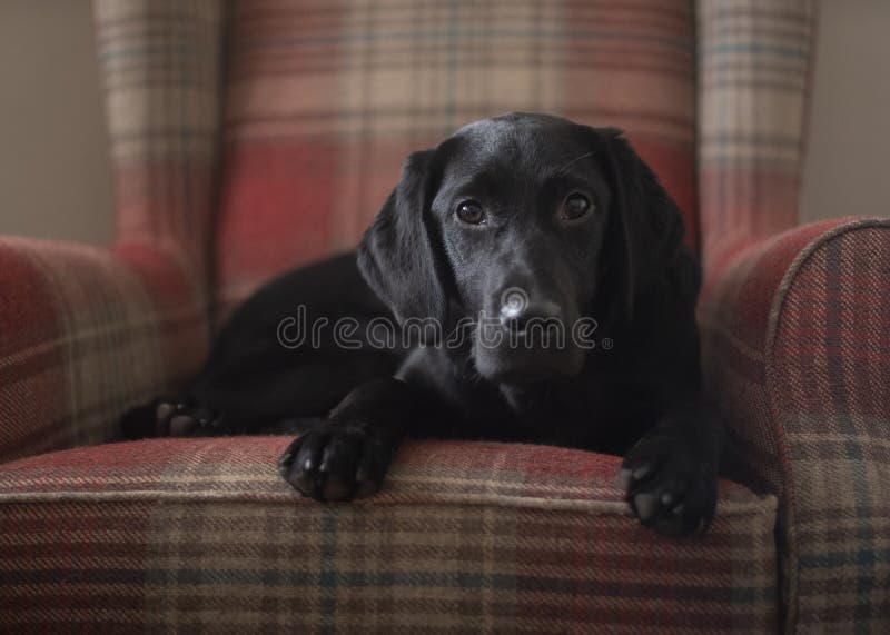 Black Labrador Puppy on the Sofa Stock Photo - Image of animal, white ...