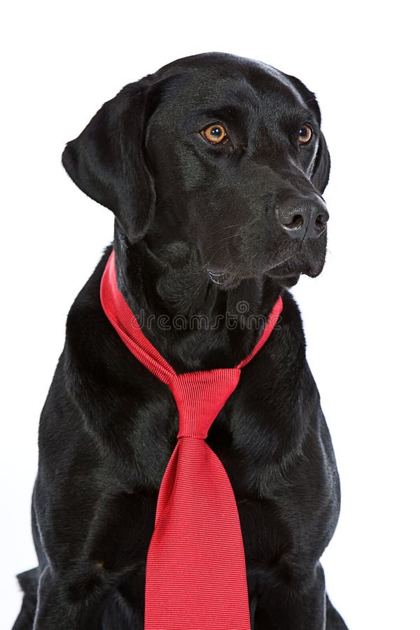 Business Labrador in Suit stock image. Image of labrador - 7765873