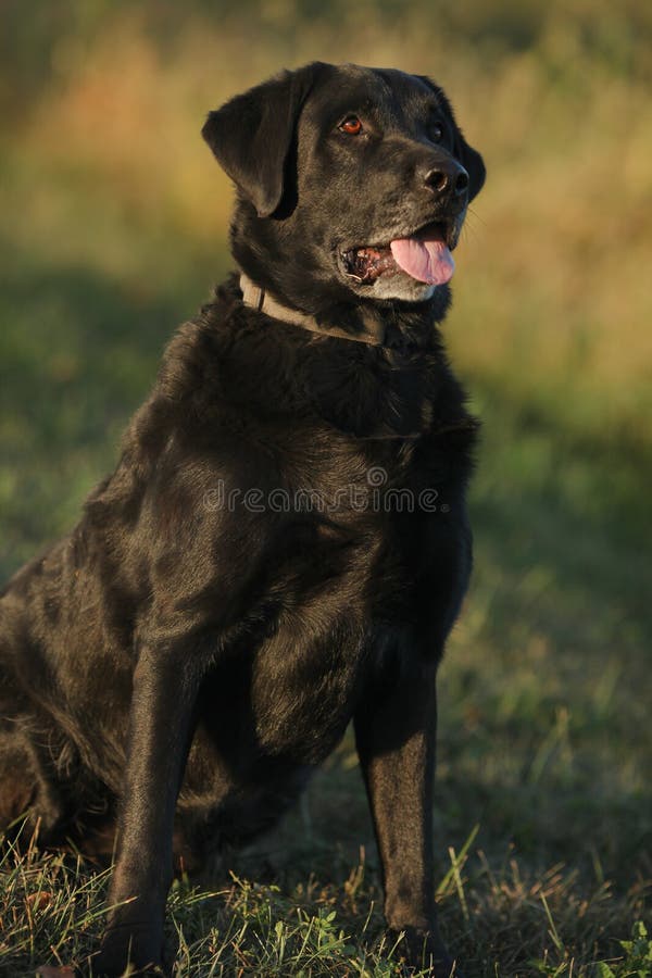 Black Labrador- Retriever Old Dog Stock Image - Image of companion ...