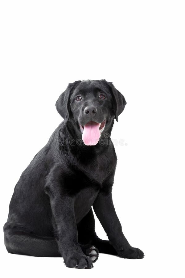 Handsome Black Labrador stock image. Image of adorable - 7468005