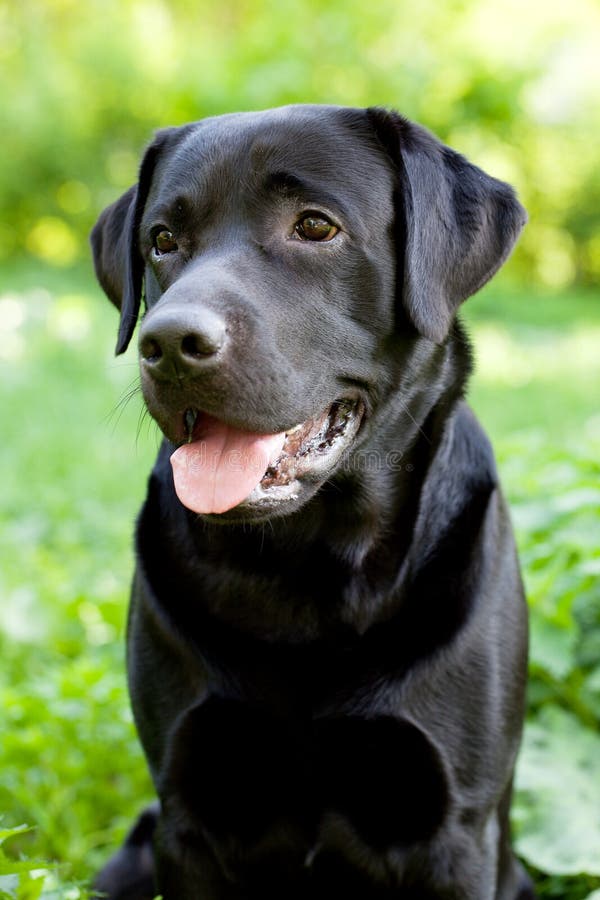 Black labrador stock image. Image of shiny, labrador - 53941835