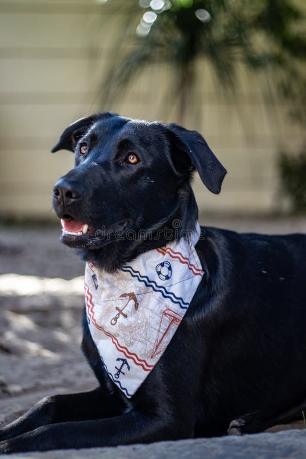 Black Labrador Retriever with a Bandana Tie Lying on the Ground Stock ...