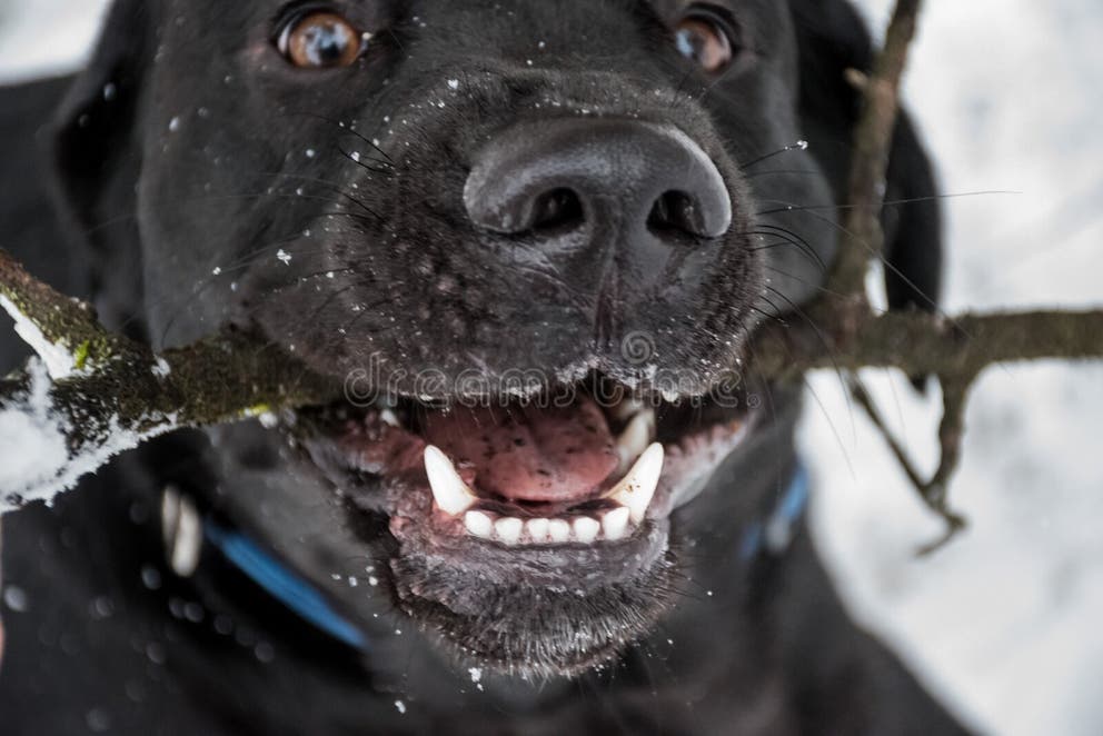 Black Labrador Retriever Biting on a Stick Stock Image - Image of ...