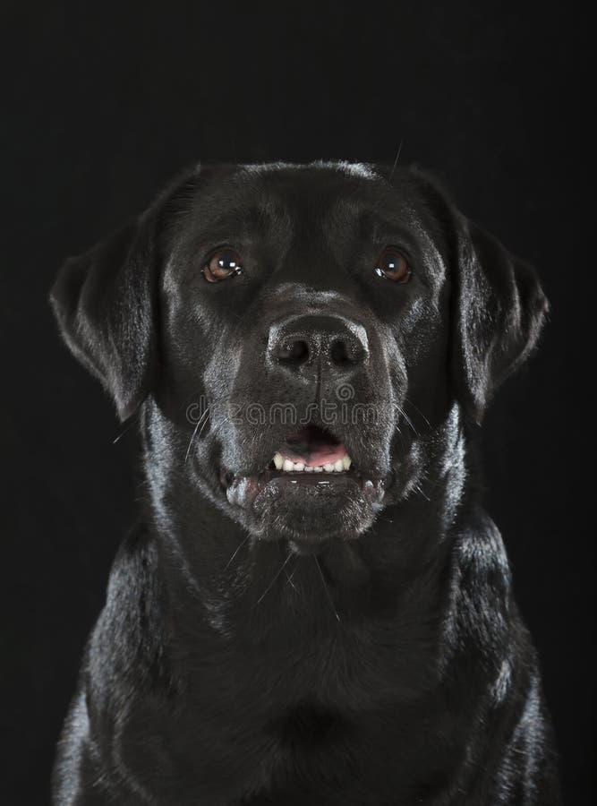 Black Labrador Retriever Puppy Stock Photo - Image of labrador, breed ...