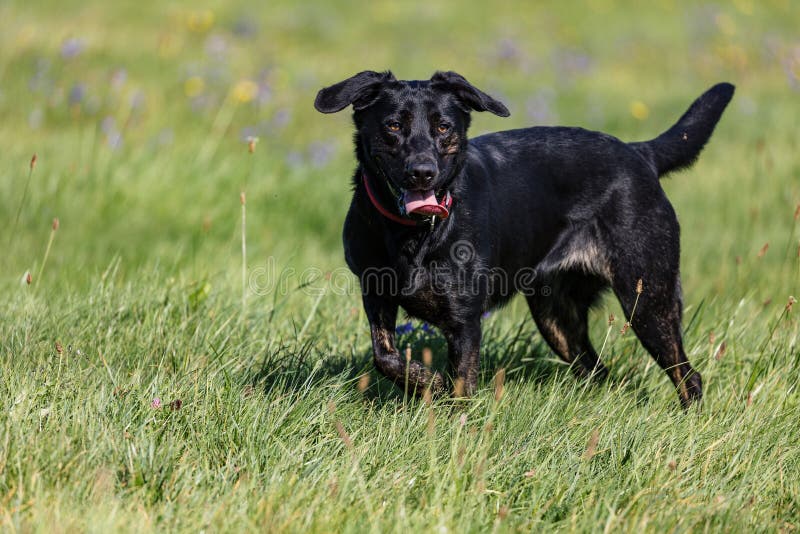 Black Labrador Retriever Dog in a Field Stock Photo - Image of lawn ...