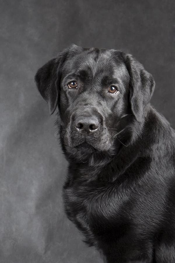 Black dog face stock photo. Image of tongue, ratio, panting - 104010110