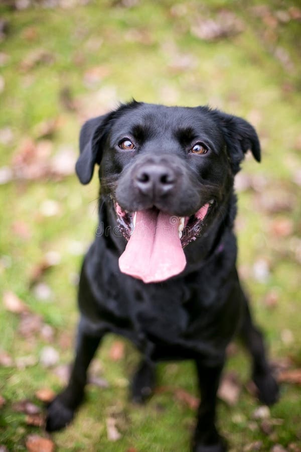 A Black Labrador Retriever Dog with a Happy Expression Stock Photo ...