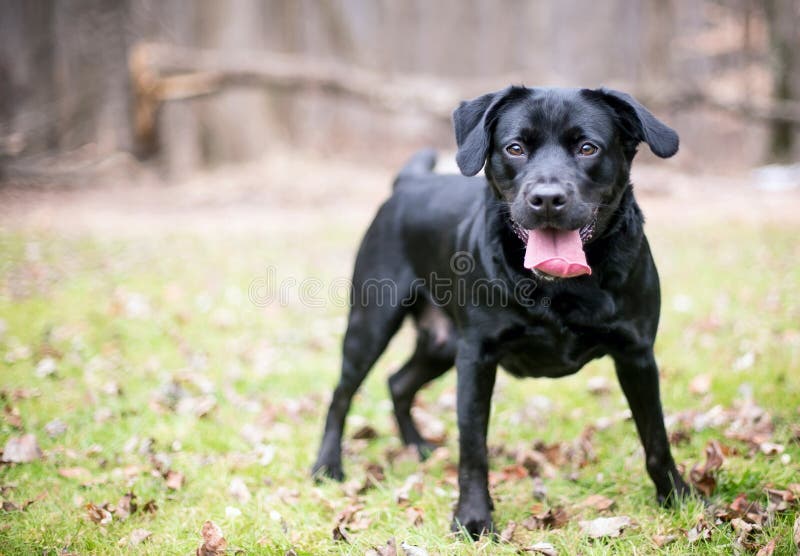A Black Labrador Retriever Dog with a Happy Expression Stock Image ...