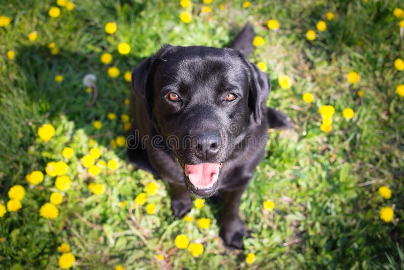 Happy Black Labrador Retriever Dog Stock Image - Image of breed, eyes ...
