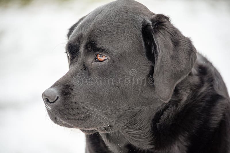 Black Labrador Retriever Dog Outdoors. Pet Dog Stock Photo - Image of ...