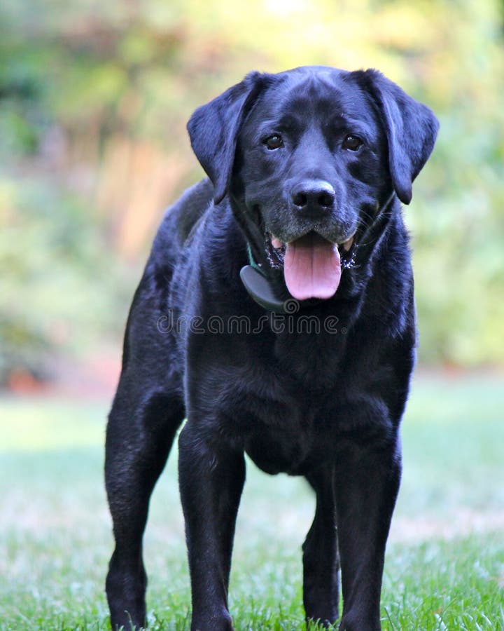 Black Labrador Reriever - Happy, Wet, Panting Dog Stock Photo - Image ...