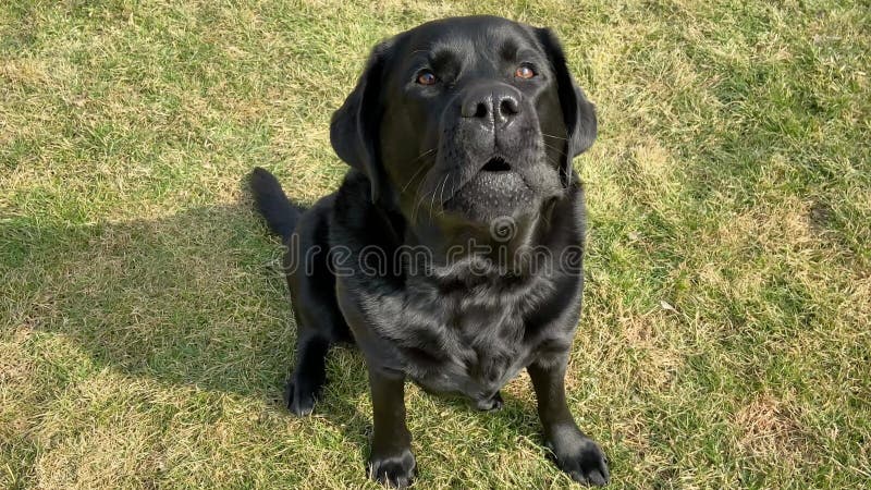 Black Labrador Retriever Dog. Pet Dog on a Walk. Stock Footage - Video ...