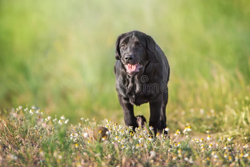 Black labrador retriever stock image. Image of outdoor - 187242295