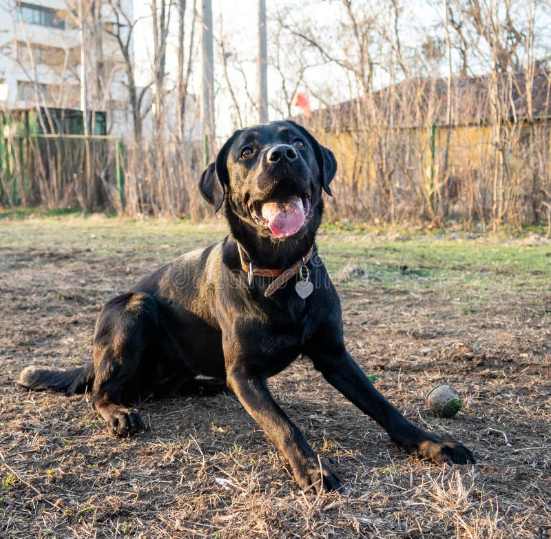 Black Labrador Retriever Dog Playing in the Snow. Stock Image - Image ...