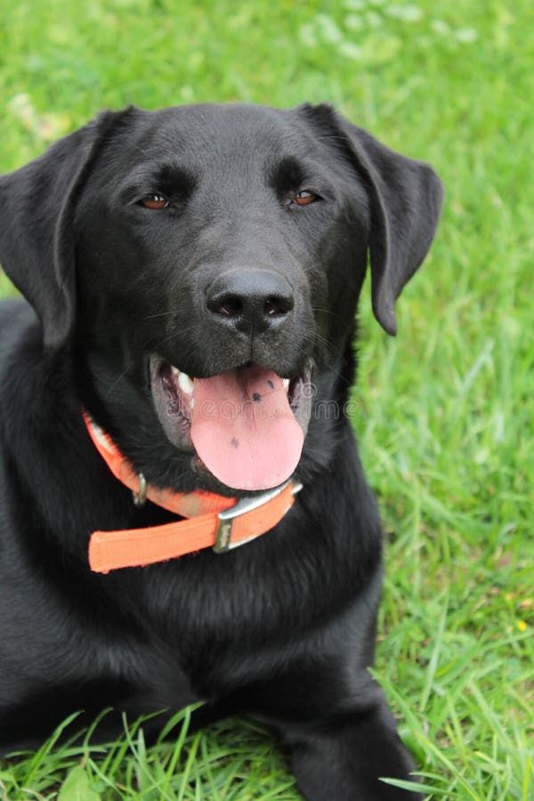 Black Labrador Retriever Dog Stock Photo - Image of gundog, canis: 44399694
