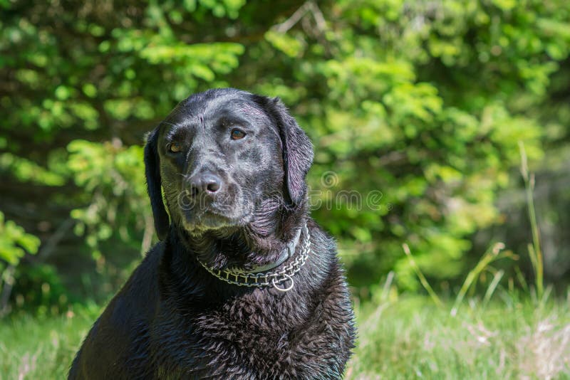Black Labrador Retriever Dog Portrait. Beautiful Big Old Dog Stock ...
