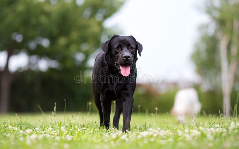 Black Labrador Retriever Dog in Run Stock Image - Image of animal ...