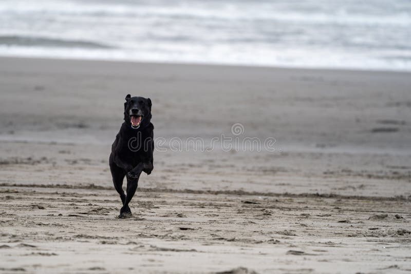 Black Labrador Retriever Dog Runs and Jumps on the Beach in the Sand ...