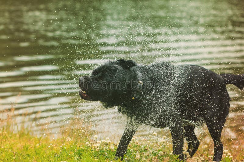 157 Black Labrador Mountains Stock Photos - Free & Royalty-Free Stock ...