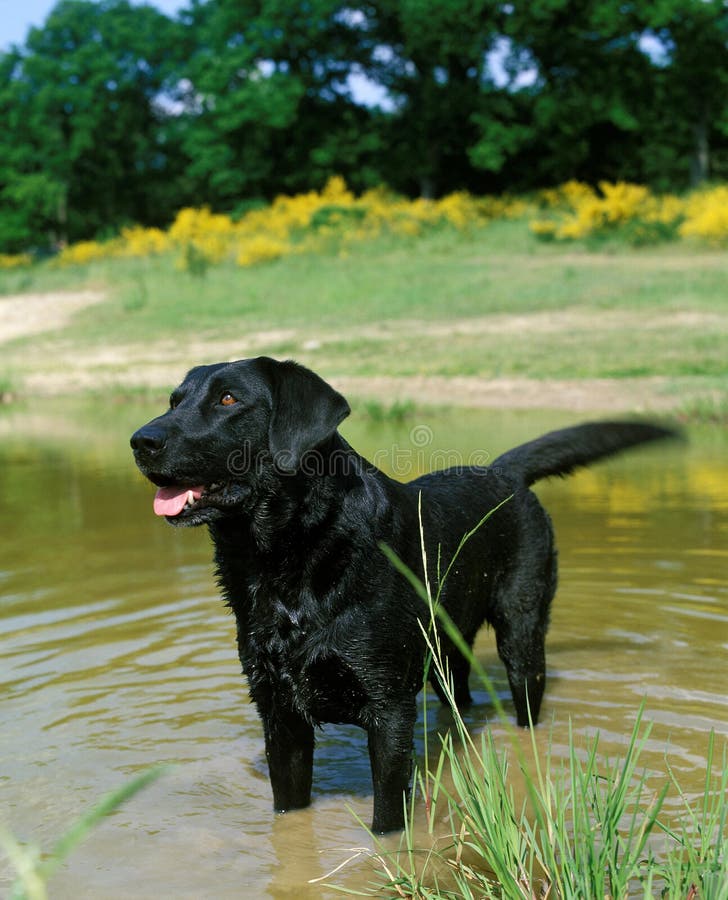 Black Labrador Retriever, Dog Standing in Water Stock Image - Image of ...