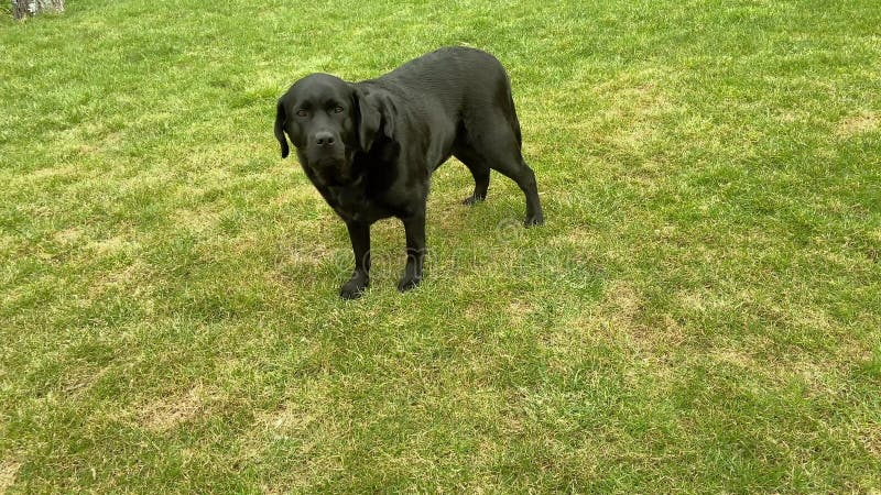 A Black Labrador Retriever Dog Stands and Then Barks. Stock Video ...