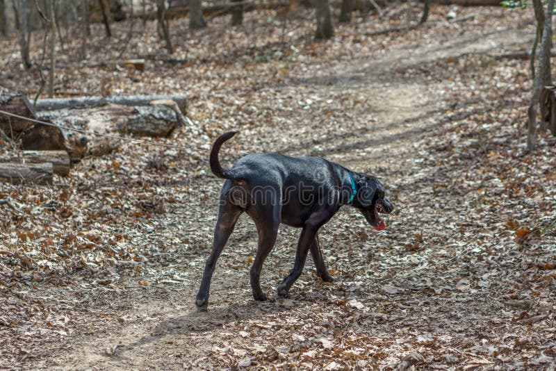 Black Labrador Retriever Dog Walking Down a Trail Stock Image - Image ...