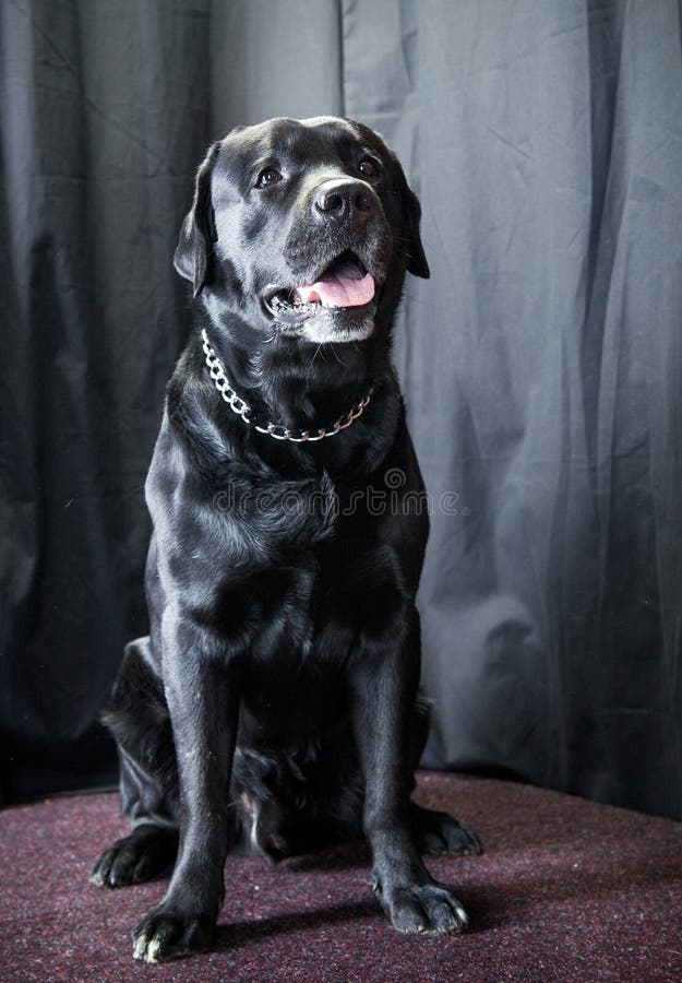 Black labrador retriever stock image. Image of black - 81422675