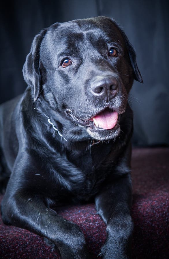 Black labrador retriever stock image. Image of hound - 81423853