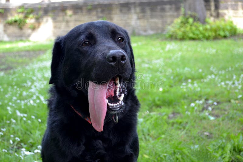 Excited Labrador Retriever Puppy Dog Screaming Of Joy Stock Photo ...
