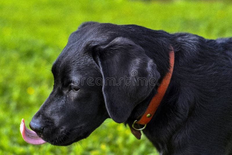 Black Labrador Retriever Face Stock Image - Image of retriever, nature ...