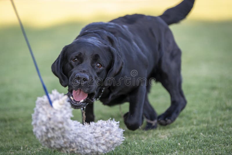 Black Labrador Chasing a Boxer Stock Image - Image of friendly, smile ...