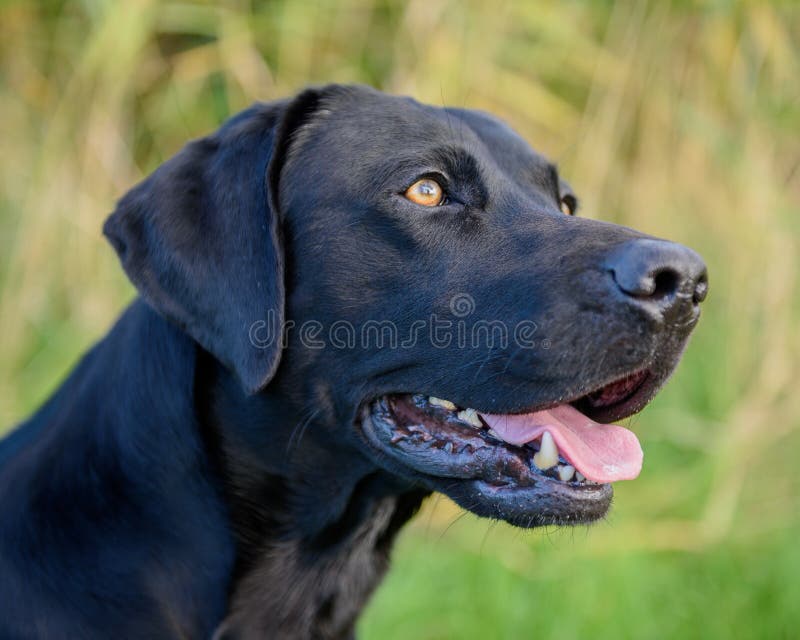 Autism Assistance Dog Stock Photos - Free & Royalty-Free Stock Photos ...
