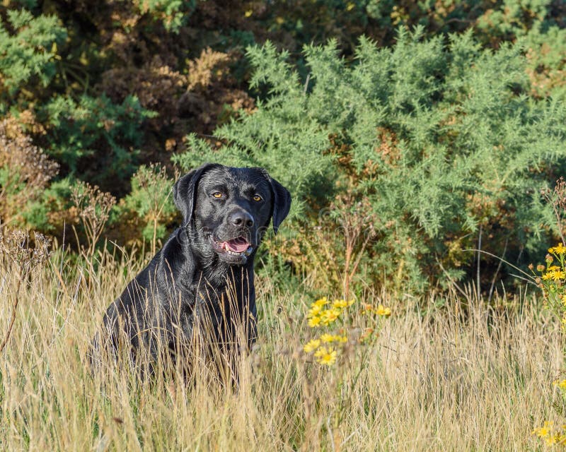 Autism Assistance Dog Photos - Free & Royalty-Free Stock Photos from ...