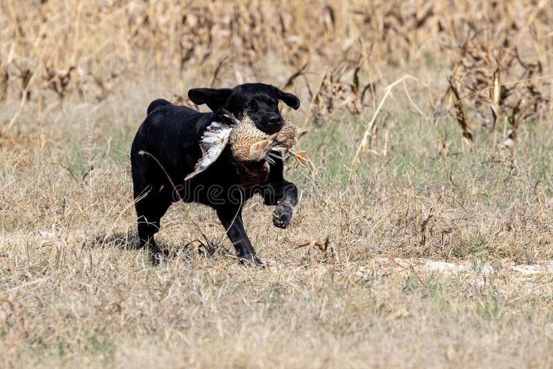 Black Labrador Retriever during a Hunt Test Stock Photo - Image of ...