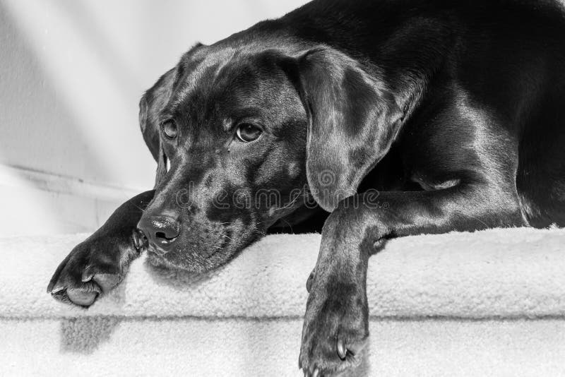 Black Labrador Retriever Laying Down Stock Photo - Image of looking ...