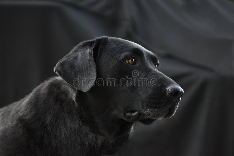 A Longing Look stock image. Image of posing, drop, background - 263688517