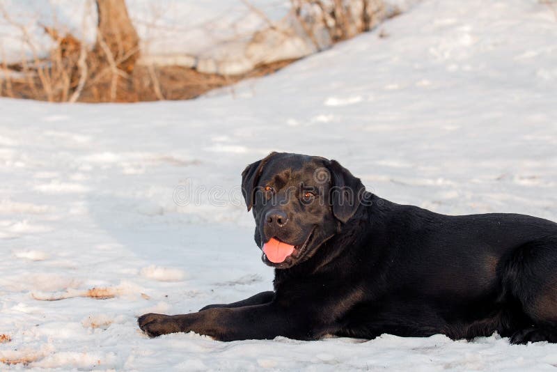 Black Labrador Retriever Lying in the Snow Stock Photo - Image of close ...