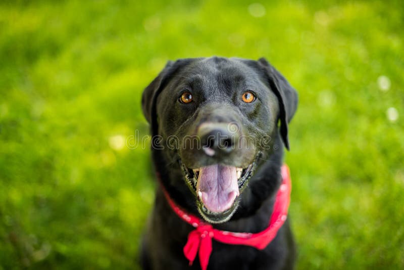 Black Labrador Retriever Panting Smiling Stock Photo - Image of ...