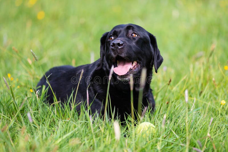 Black Labrador Retriever Jumping Stock Image - Image of motion, cute ...