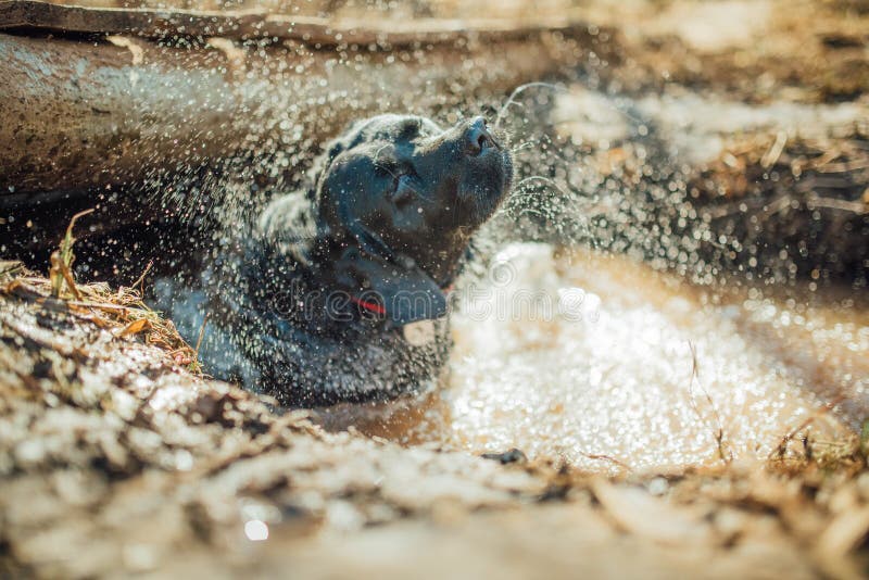 Black Labrador Retriever Playing in a Puddle of Water, Wet and Muddy ...