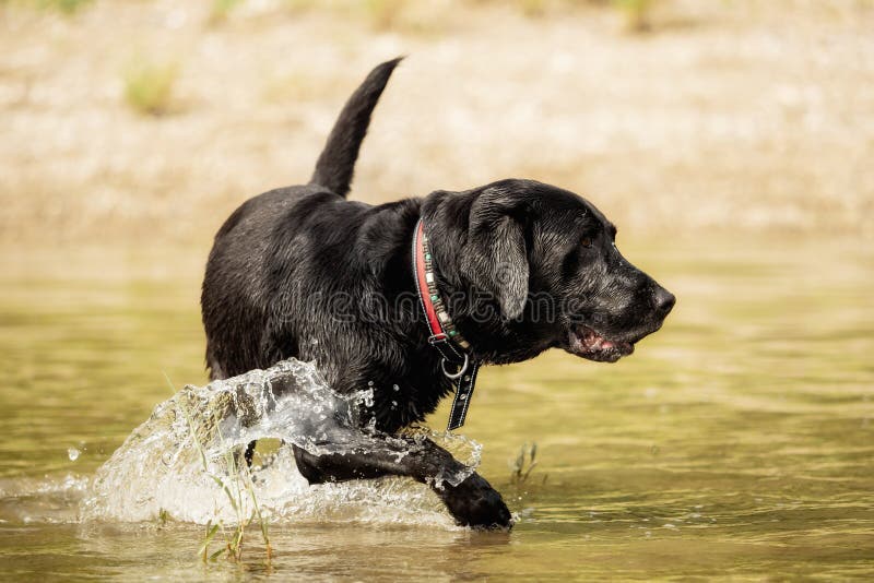 A Black Labrador Retriever Is Swimming In The Water Stock Photo - Image ...