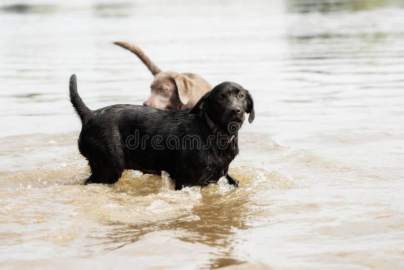 A Black Labrador Retriever is Playing in the Water Stock Image - Image ...