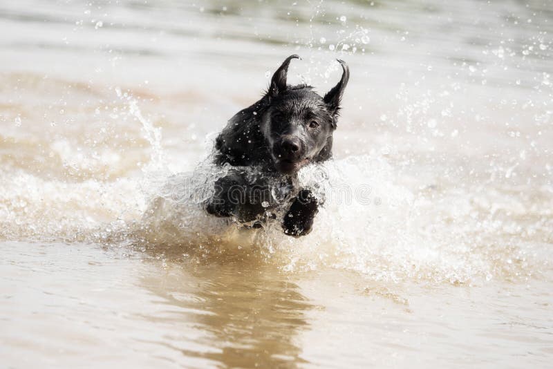 A Black Labrador Retriever is Playing in the Water Stock Image - Image ...