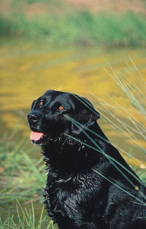 Black Labrador Retriever, Portrait Stock Image - Image of profile ...