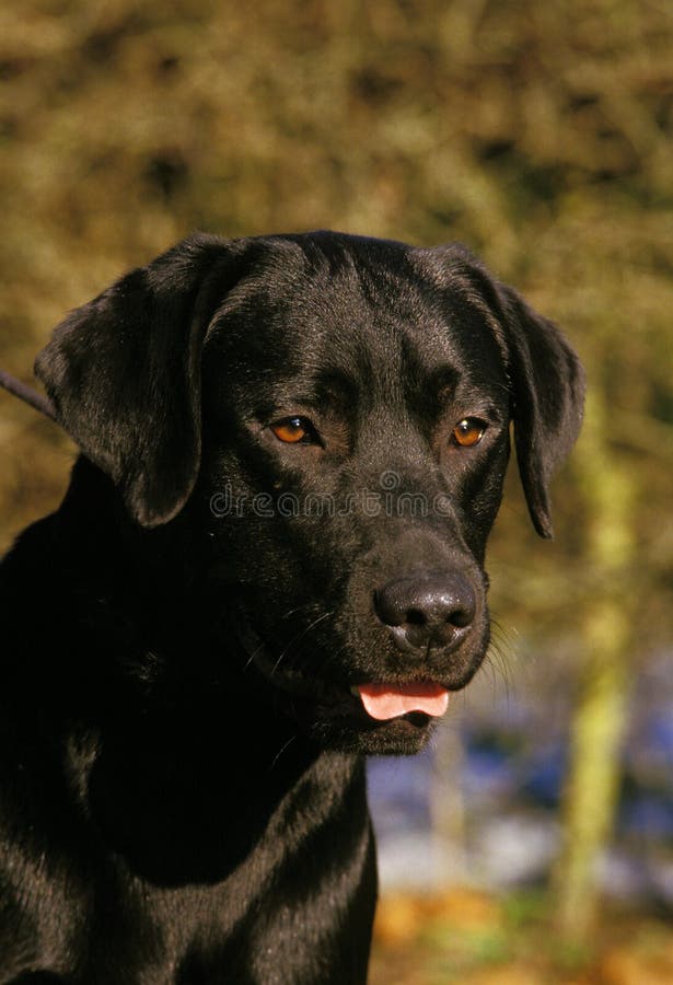Black Labrador Retriever, Portrait of Dog Stock Image - Image of ...