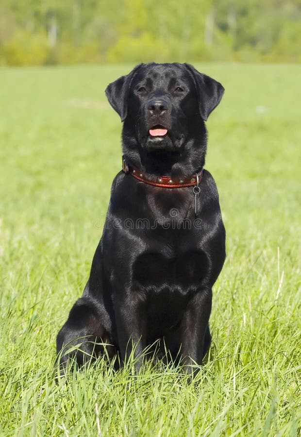 Black Labrador Retriever Portrait, Sitting Positio Stock Photography ...