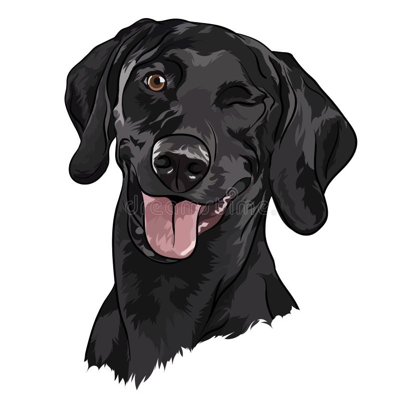 Black Labrador Retriever. Portrait of a Dog on a White Background Stock ...