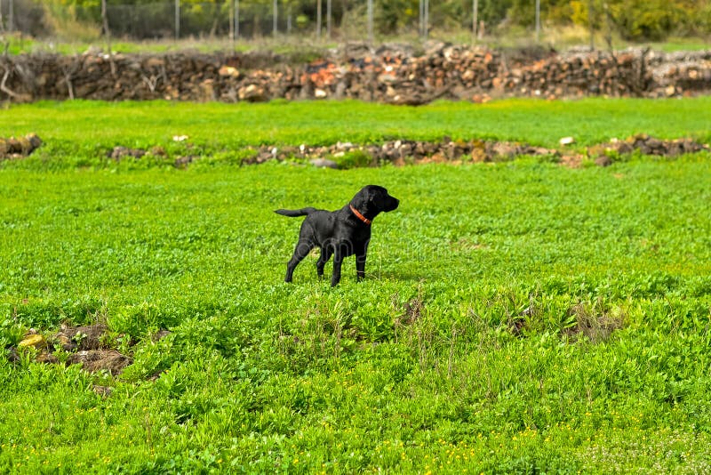 Black Labrador Retriever Pose Stock Image - Image of mountain ...